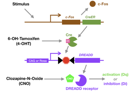 C-Fos-Cre DREADD - MagnetoWiki
