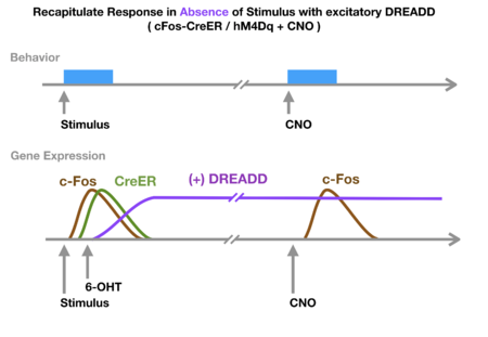C-Fos-Cre DREADD - MagnetoWiki