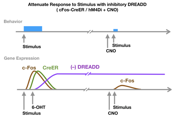 C-Fos-Cre DREADD - MagnetoWiki